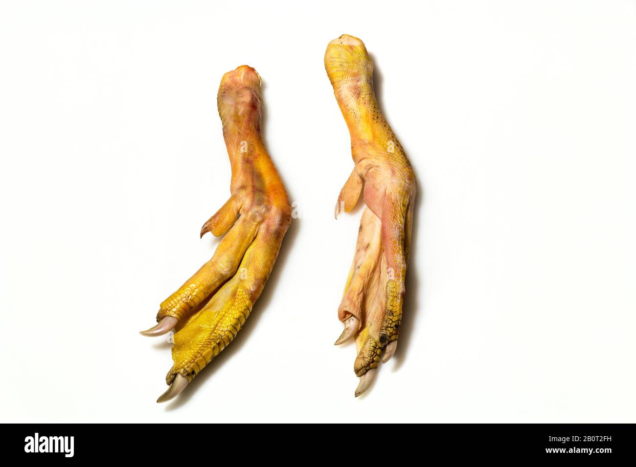 Duck Feet High Resolution Stock Photography and Images - Alamy