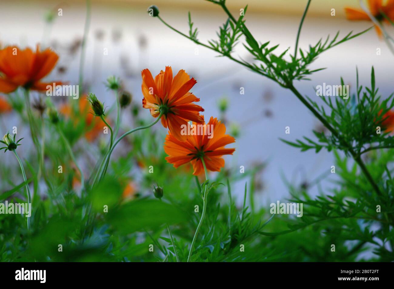 Underside of pretty orange cosmos flowers Stock Photo - Alamy