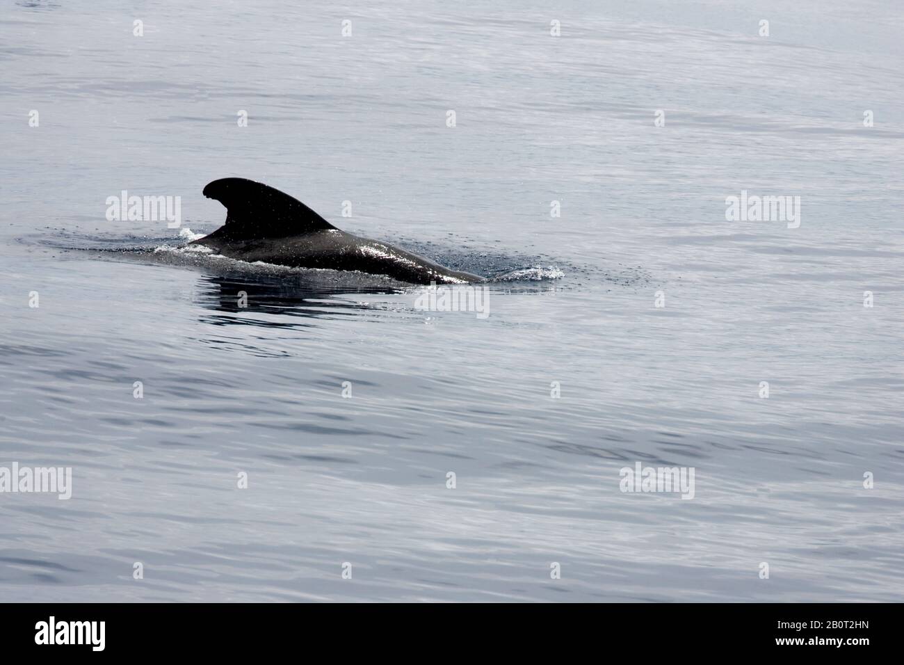 short-finned pilot whale, pothead whale, shortfin pilot whale, Pacific ...