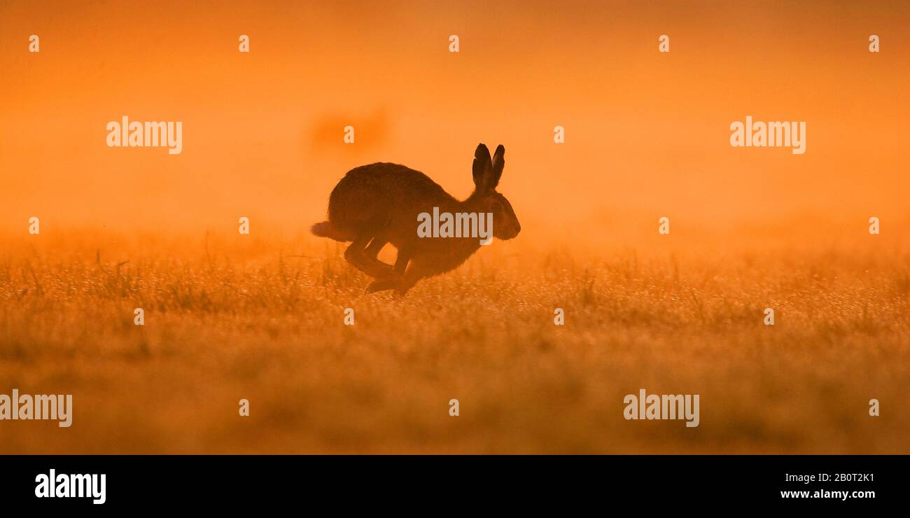 European hare, Brown hare (Lepus europaeus), running in dawn over a ...