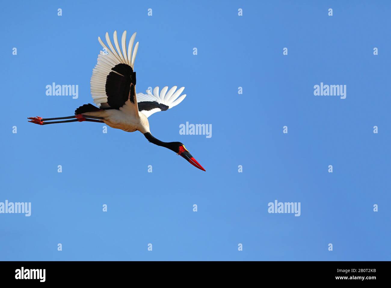 Bill bird hi-res stock photography and images - Alamy