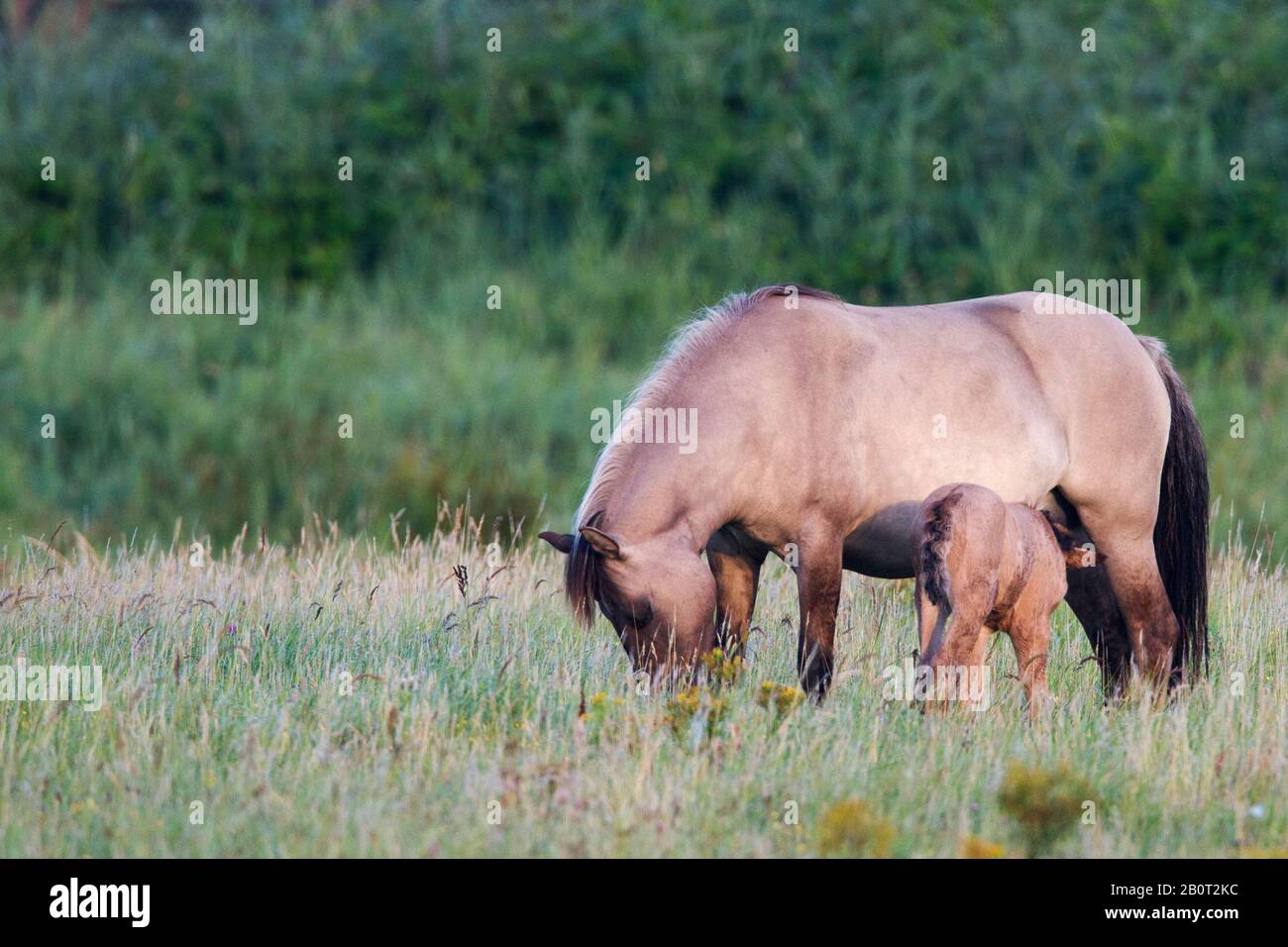 Horse sucking hi-res stock photography and images - Alamy