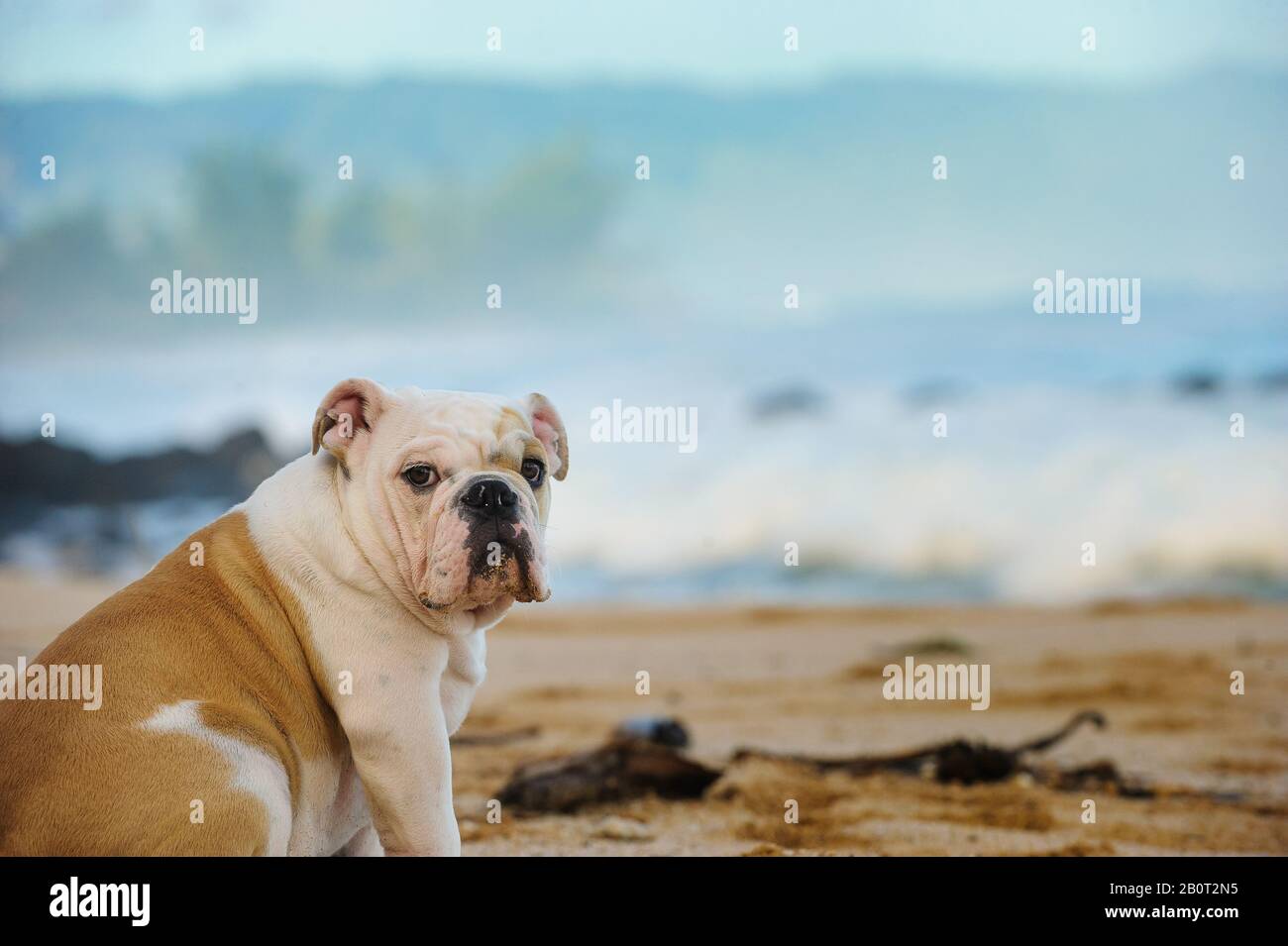 English Bulldog outdoor portrait Stock Photo - Alamy