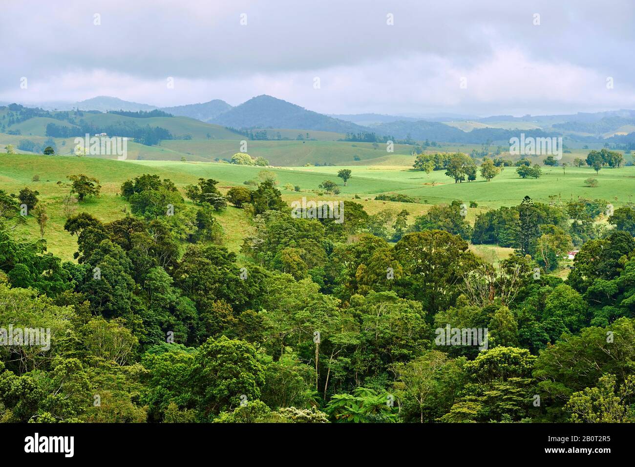 grassland und rainforests in spring, Australia, Queensland Stock Photo ...
