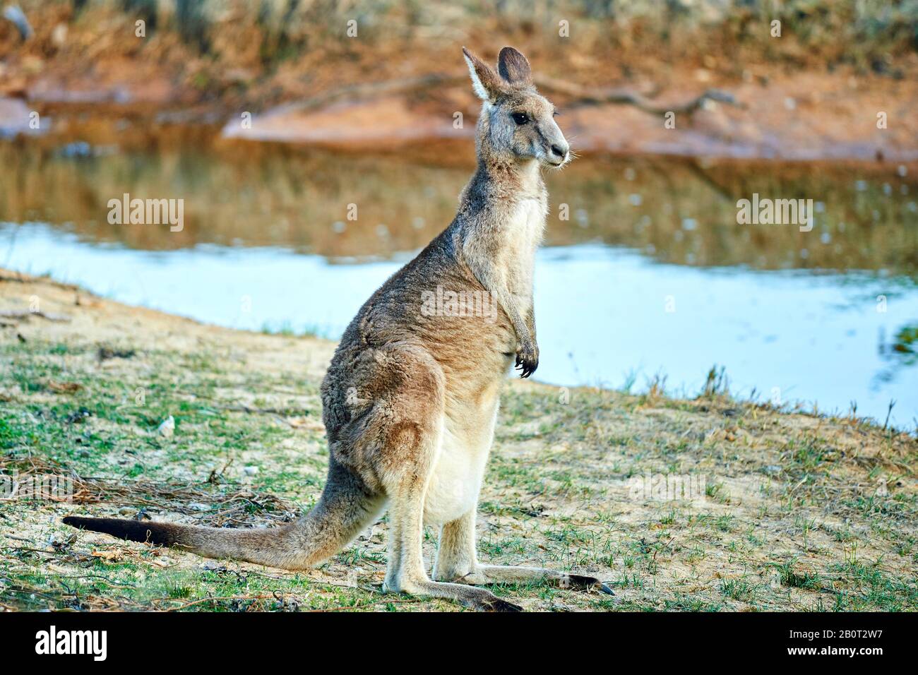 eastern gray kangaroo, Eastern grey kangaroo, Great grey kangaroo ...