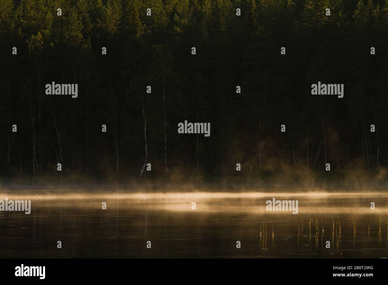 Dawn in taiga finland hi-res stock photography and images - Alamy