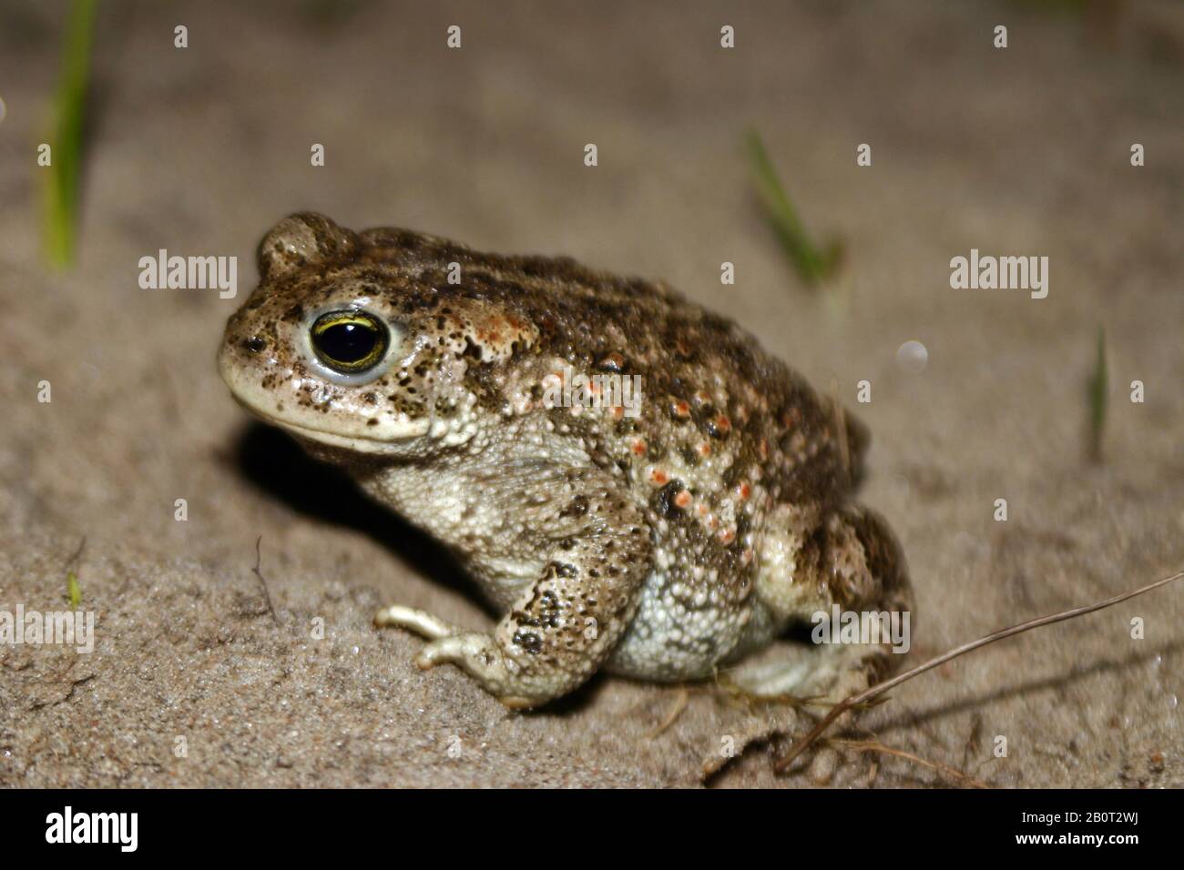 natterjack toad, natterjack, British toad (Bufo calamita), sits on the ...