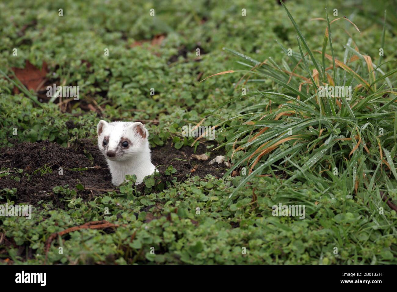 Ermine, Stoat, Short-tailed weasel (Mustela erminea), peers out of its ...