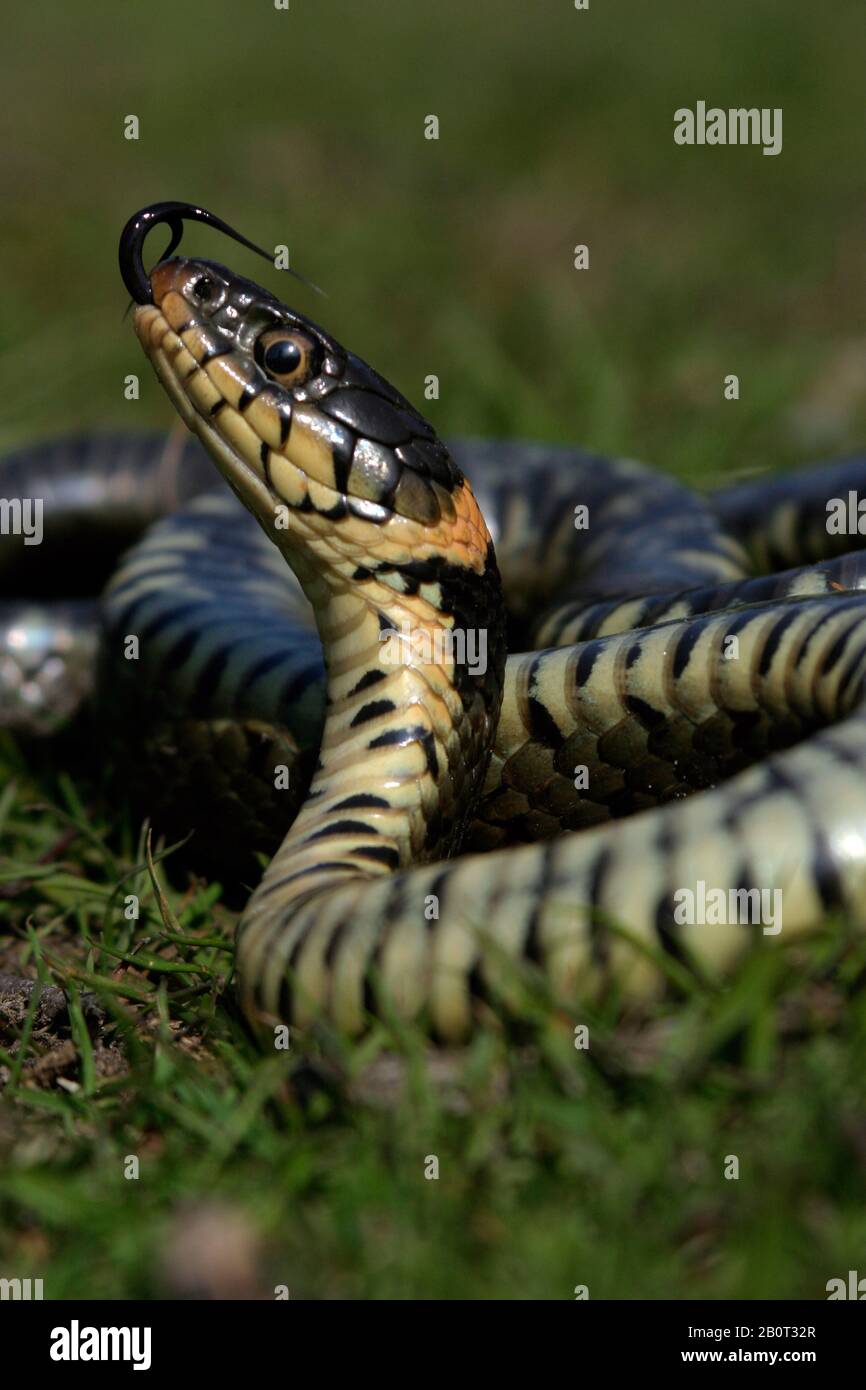 grass snake (Natrix natrix), flicking, Netherlands, Gelderland, Hoge ...