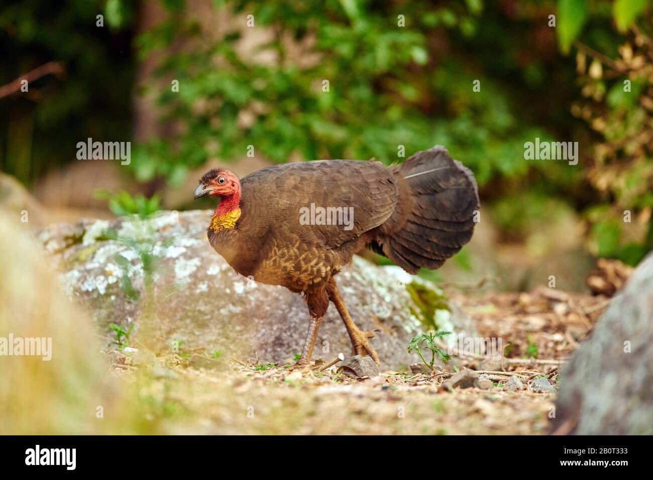 brush turkey (Alectura lathami), lateral view, Australia, Queensland ...