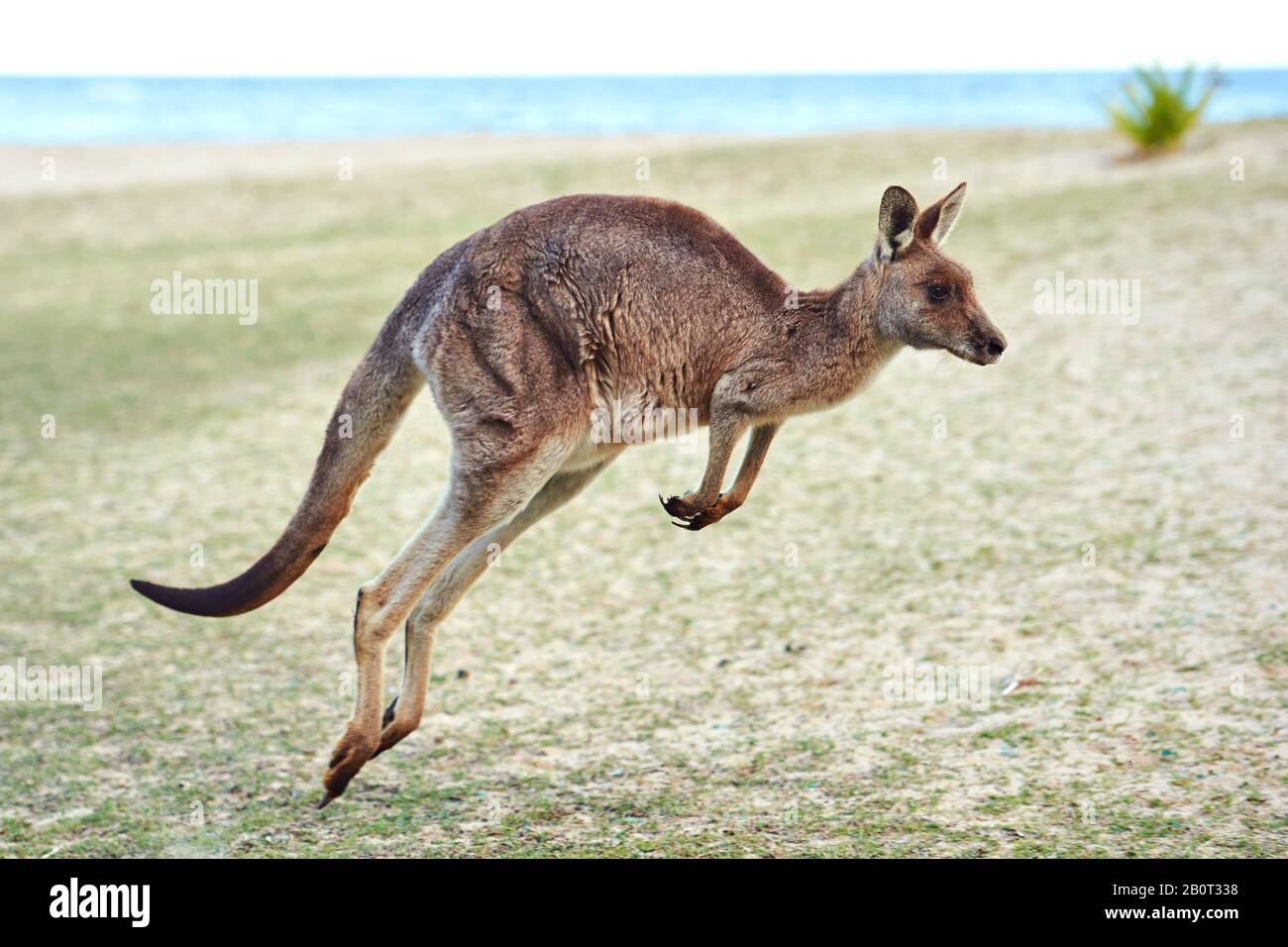 Kangaroo jumping hi-res stock photography and images - Alamy