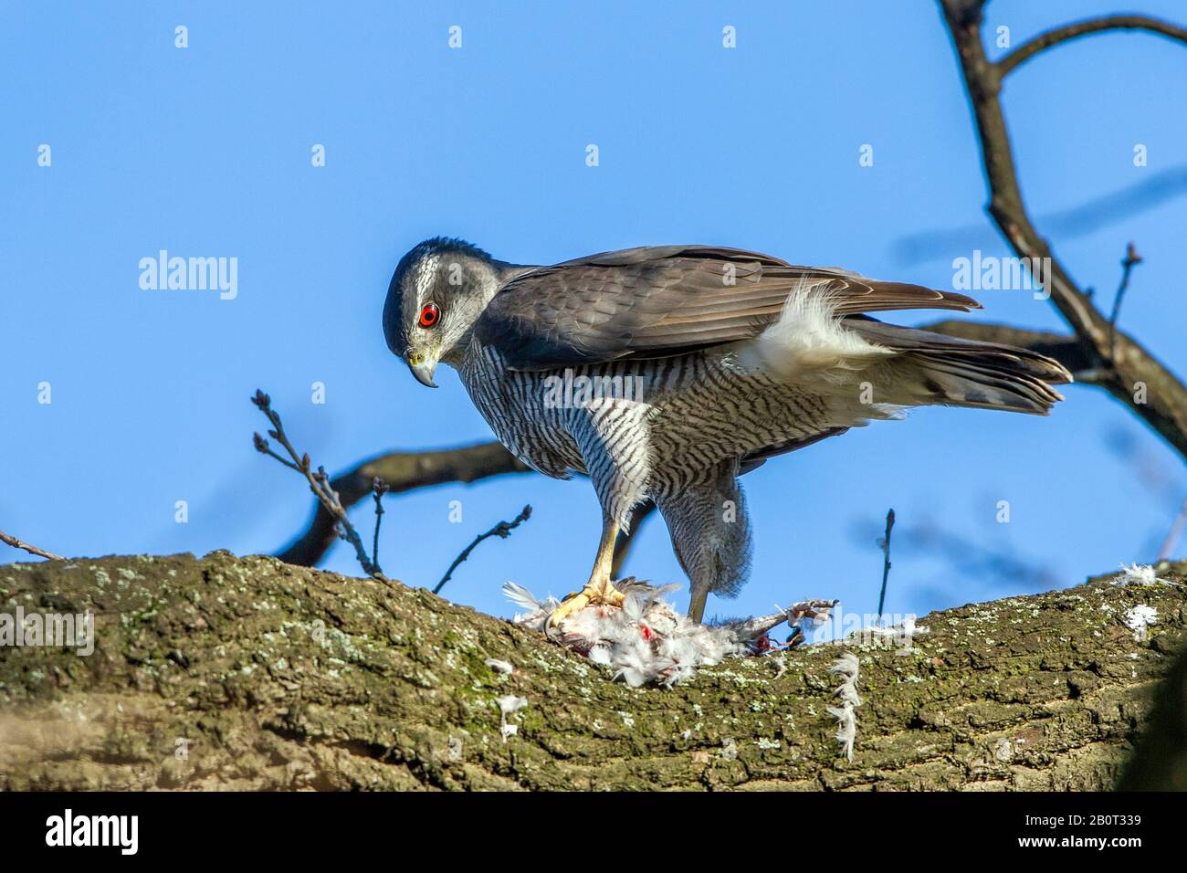 Ground nesting bird of prey hi-res stock photography and images - Alamy