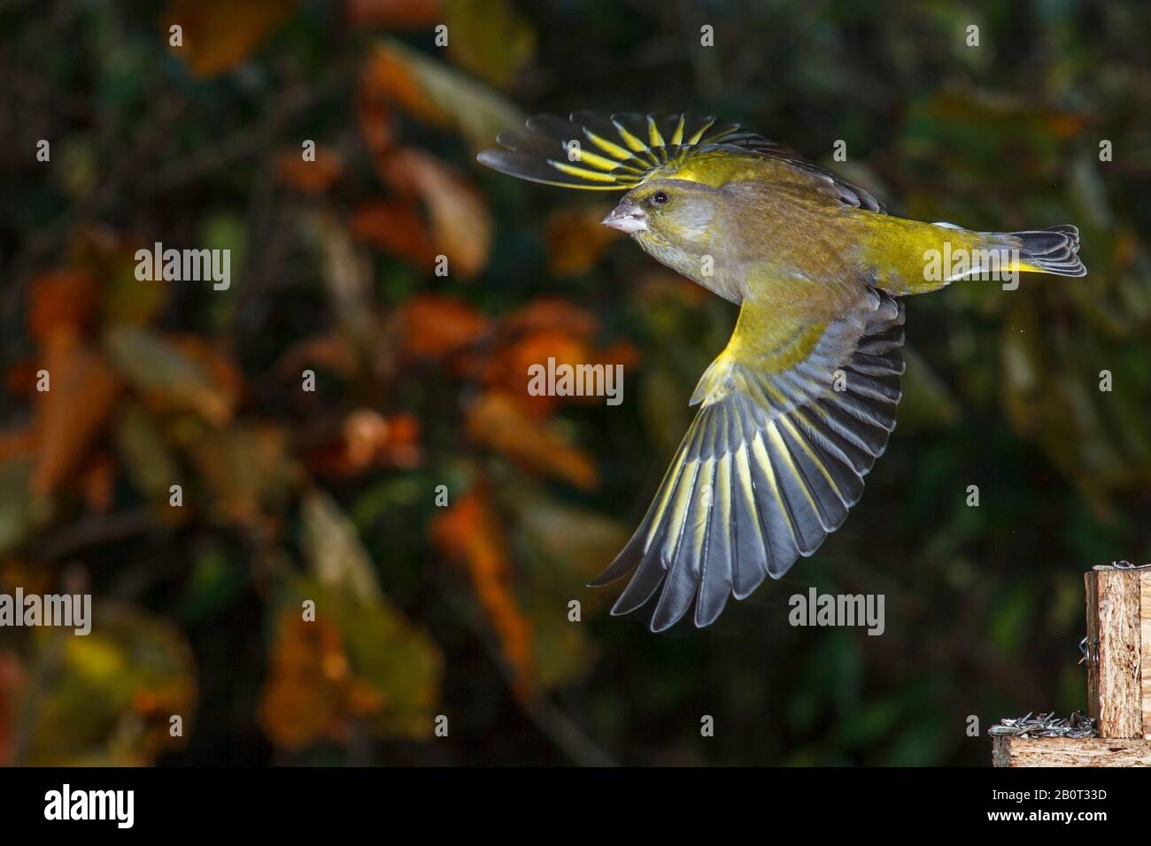 Male greenfinch in flight hi-res stock photography and images - Alamy
