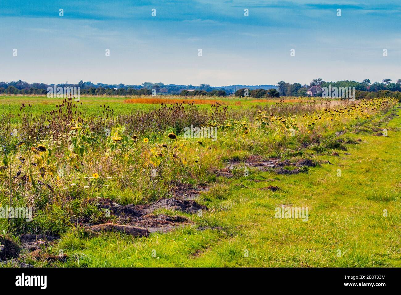Field margins for biodiversity in Agricultural field, Netherlands ...