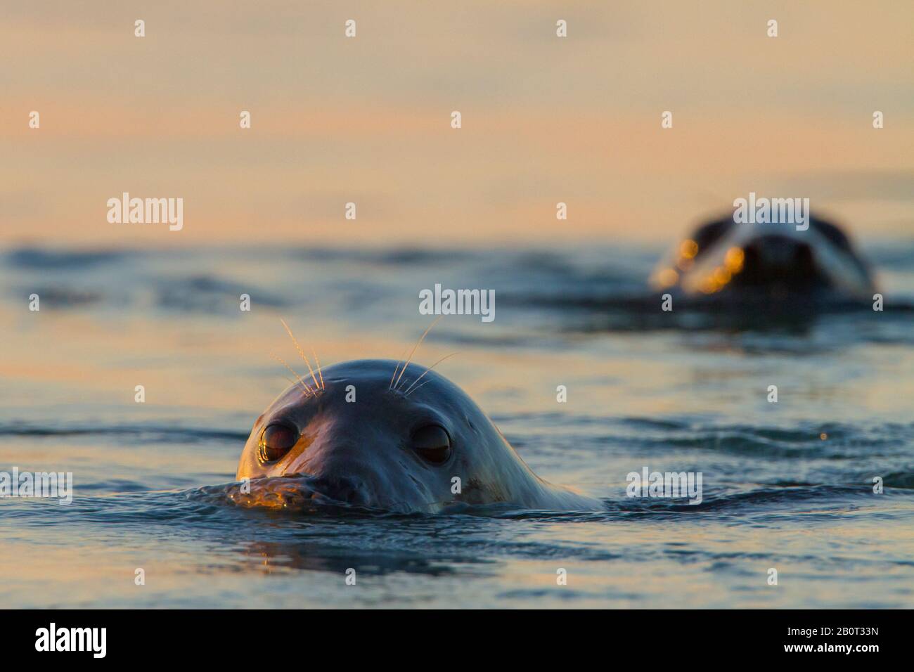 Two gray seals hi-res stock photography and images - Alamy