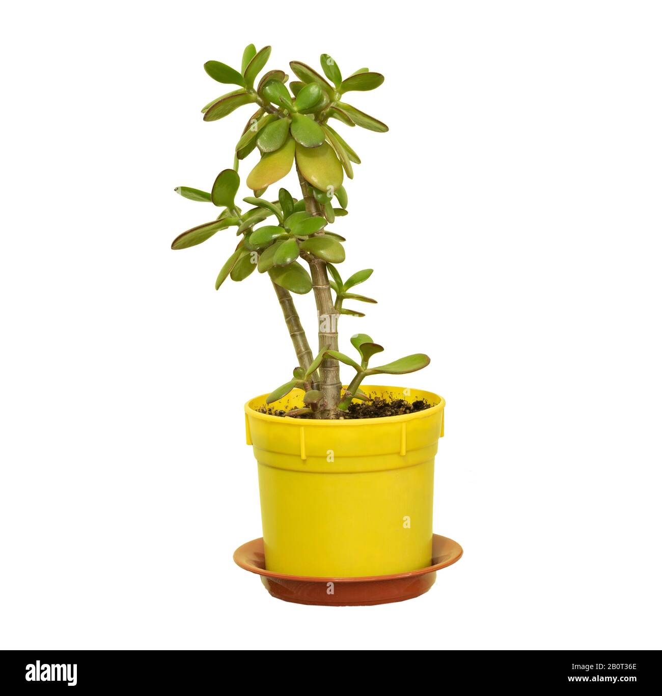Jade tree Isolated on white background. Jade tree care concept Stock ...