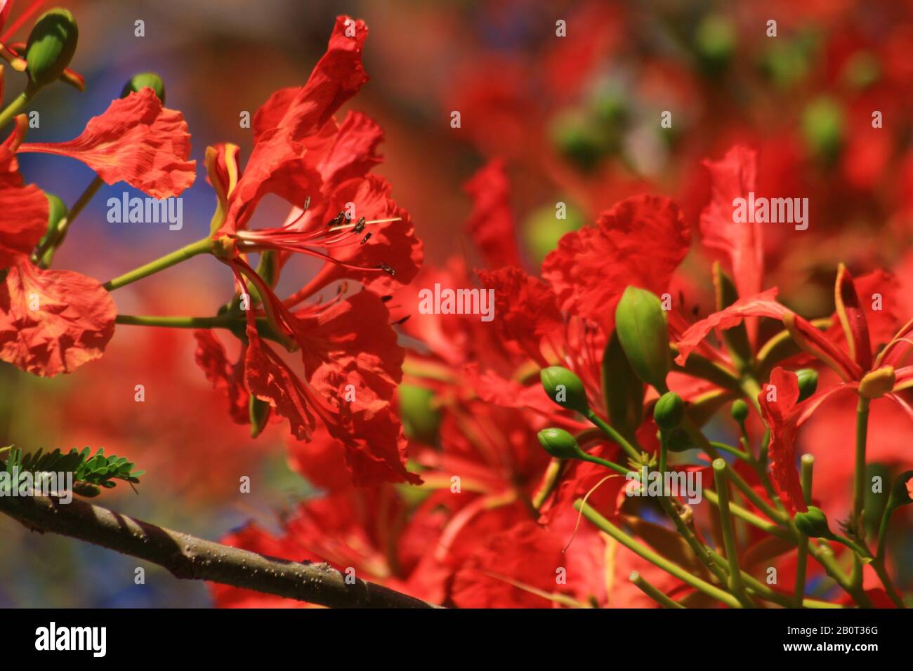 Close up of flame tree flowers, soft background Stock Photo - Alamy