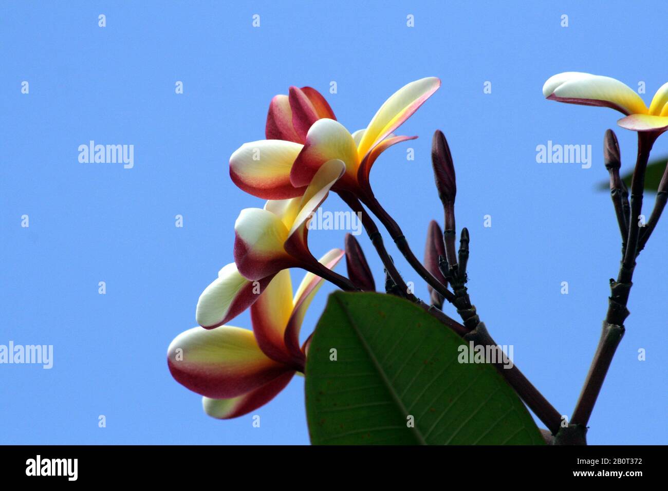 Frangipani plumeria saipan hi-res stock photography and images - Alamy