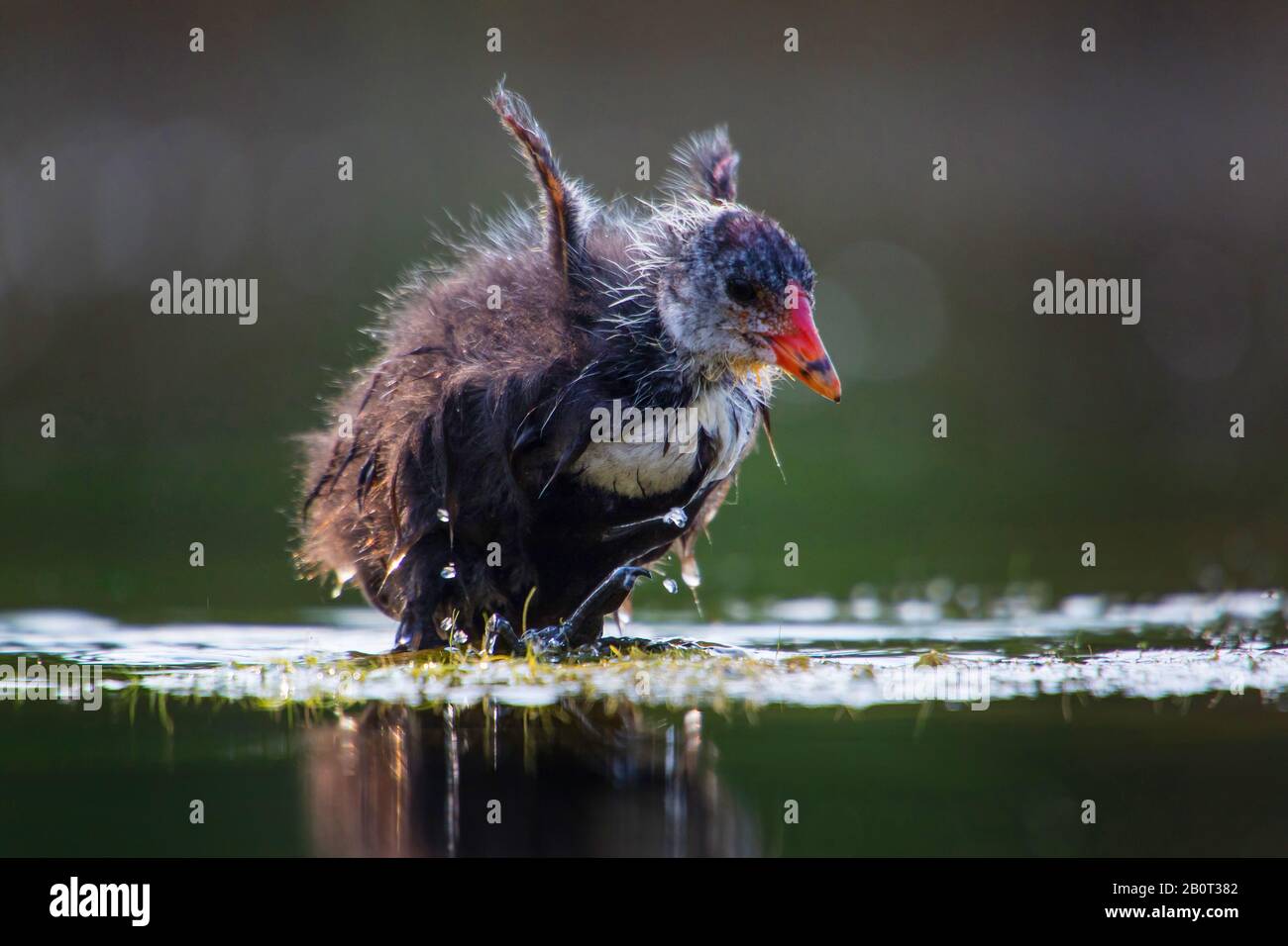 black coot (Fulica atra), young black coot stretching the wings ...