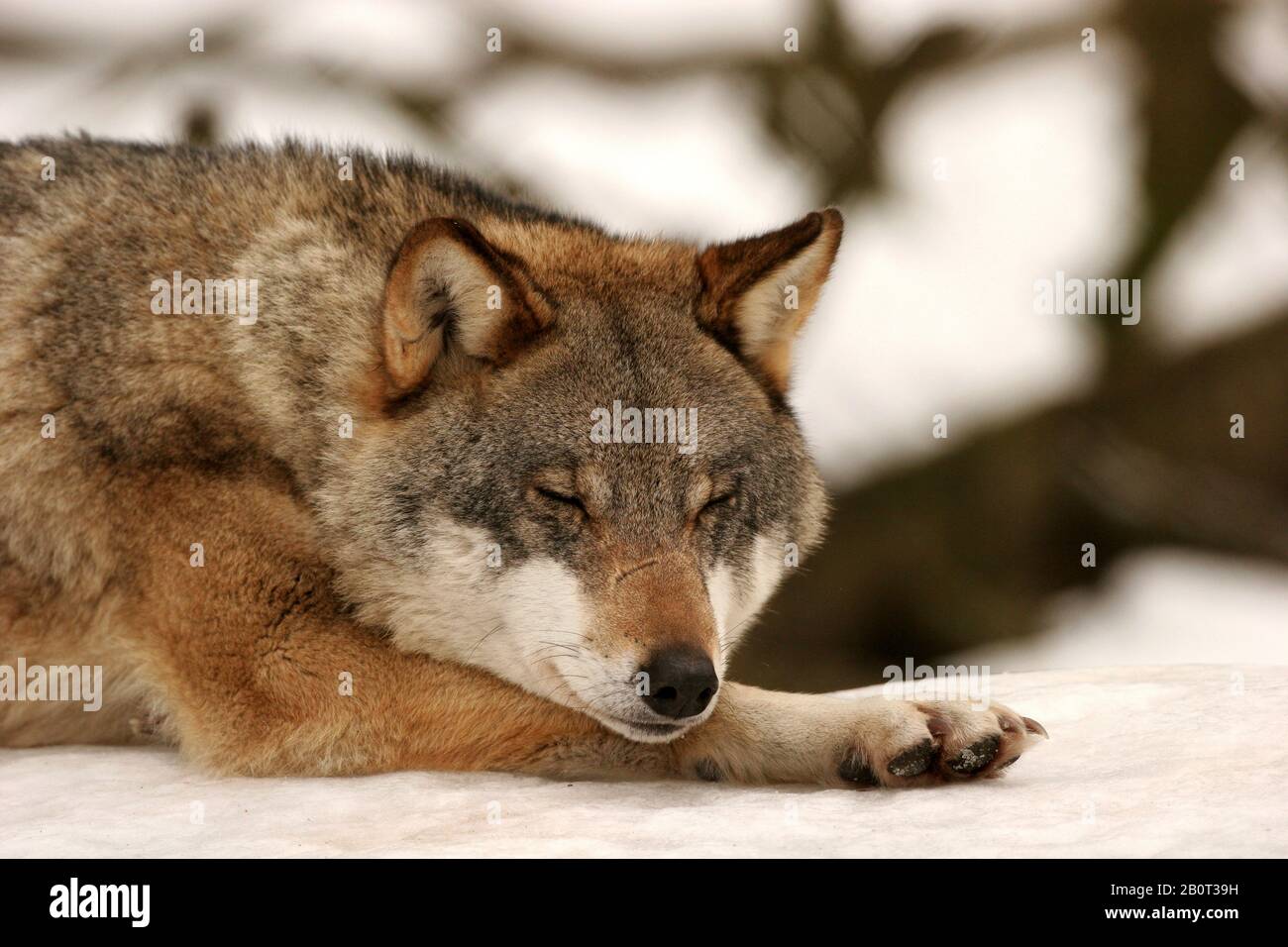 European gray wolf (Canis lupus lupus), sleeping, Poland, Bialowieza ...