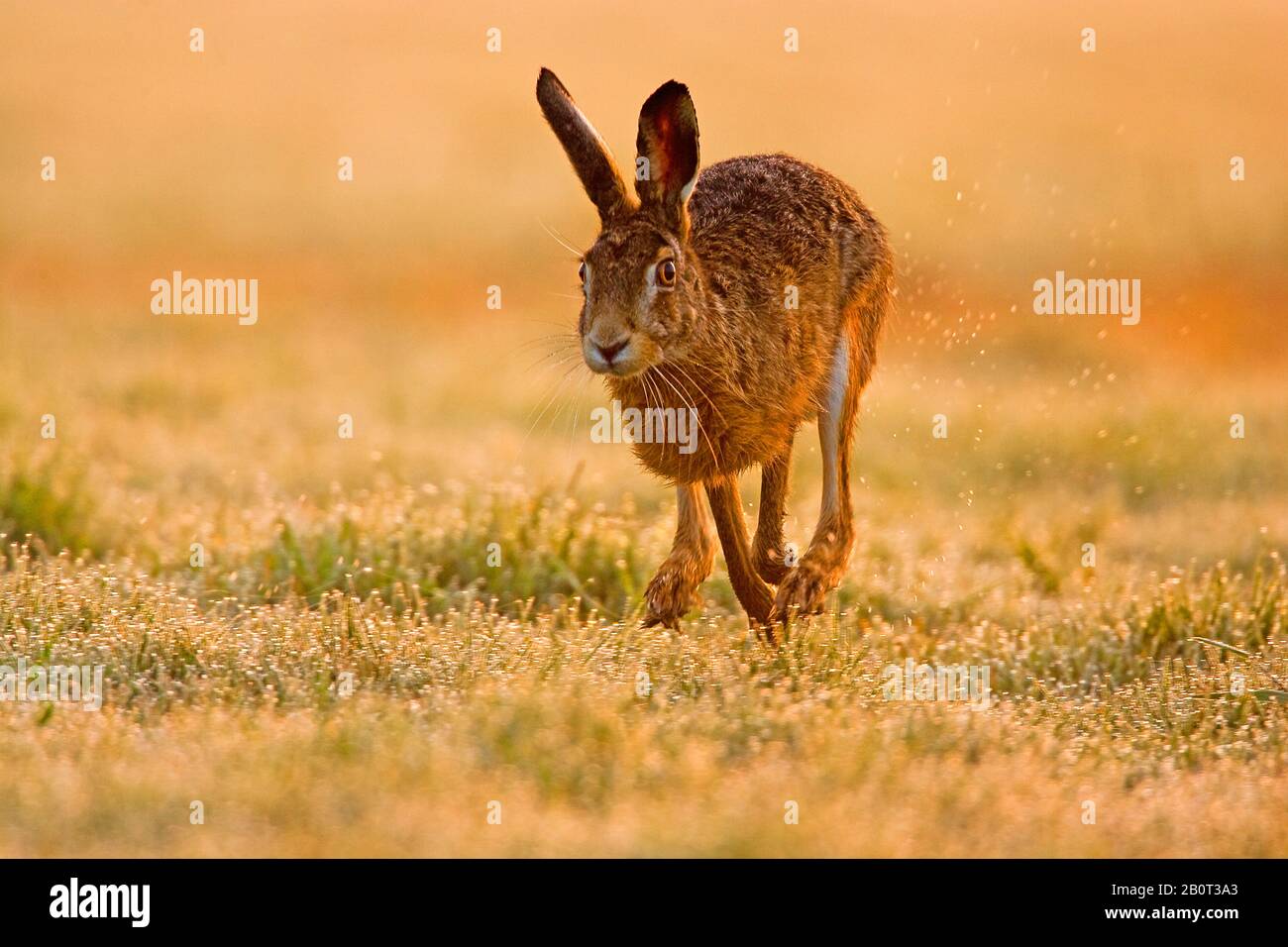 European hare, Brown hare (Lepus europaeus), scampering in a meadow in ...