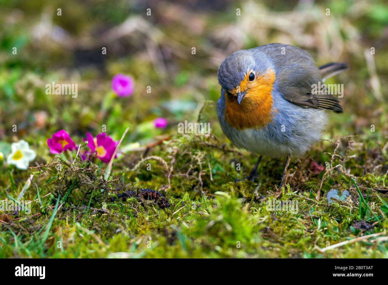 Robin bird ground hi-res stock photography and images - Alamy