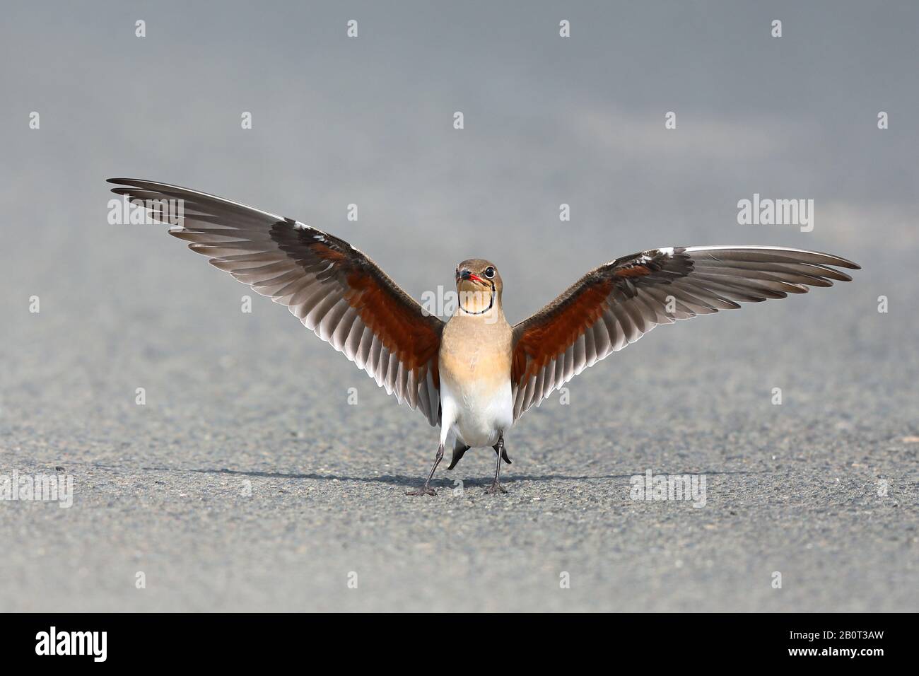 collared pratincole (Glareola pratincola), landing on the ground, South ...