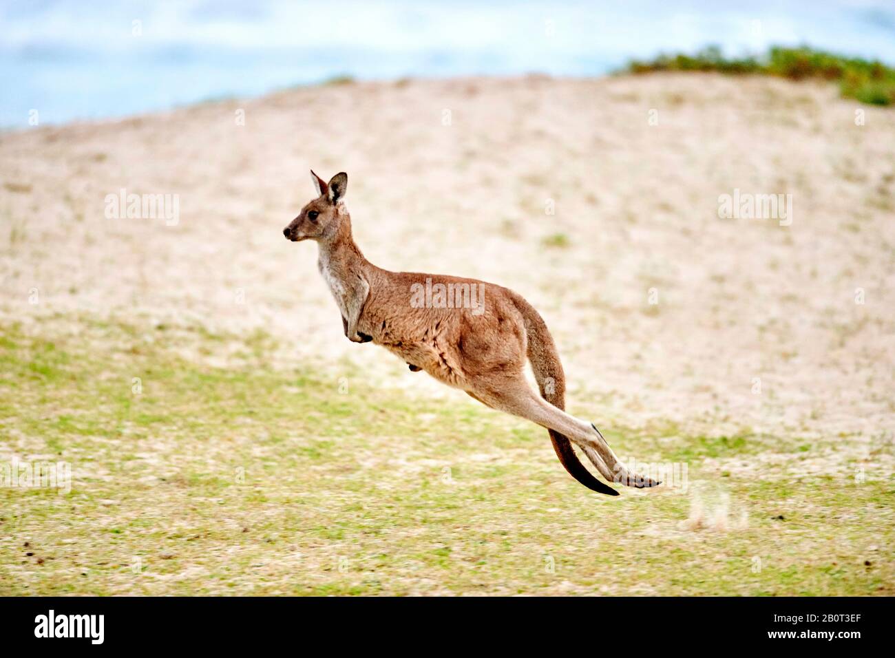 Eastern Gray Kangaroo Eastern Grey Kangaroo Great Grey Kangaroo