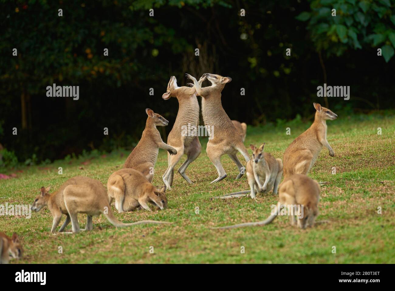 Wallabies macropus agilis fighting on a meadow hi-res stock photography ...
