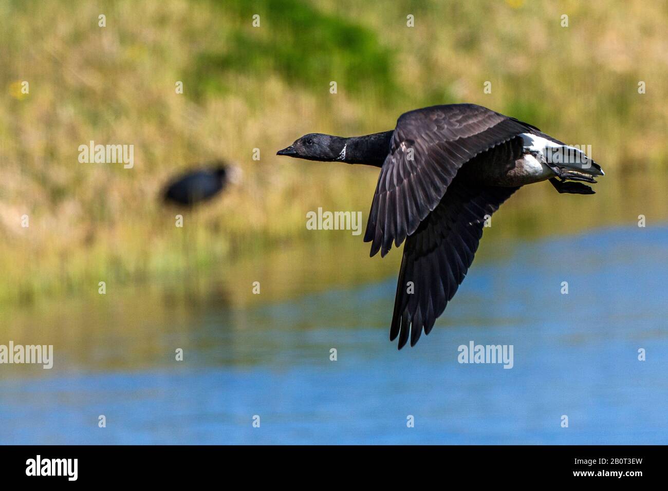 brent goose (Branta bernicla), in flight over water, Netherlands, Texel ...