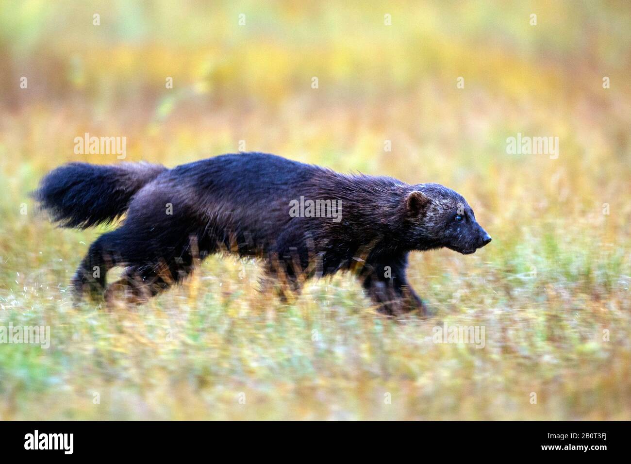 Wolverine animal with prey hi-res stock photography and images - Alamy