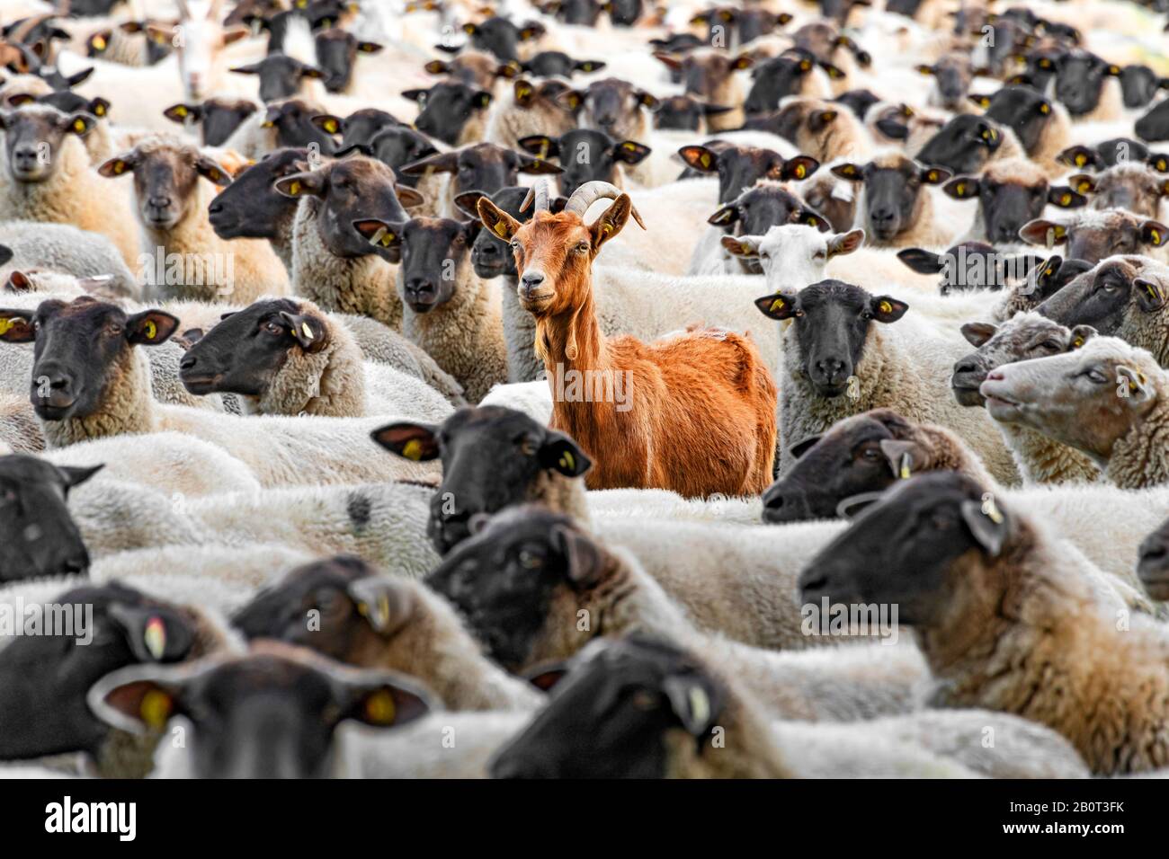 domestic goat (Capra hircus, Capra aegagrus f. hircus), he-goat in a ...
