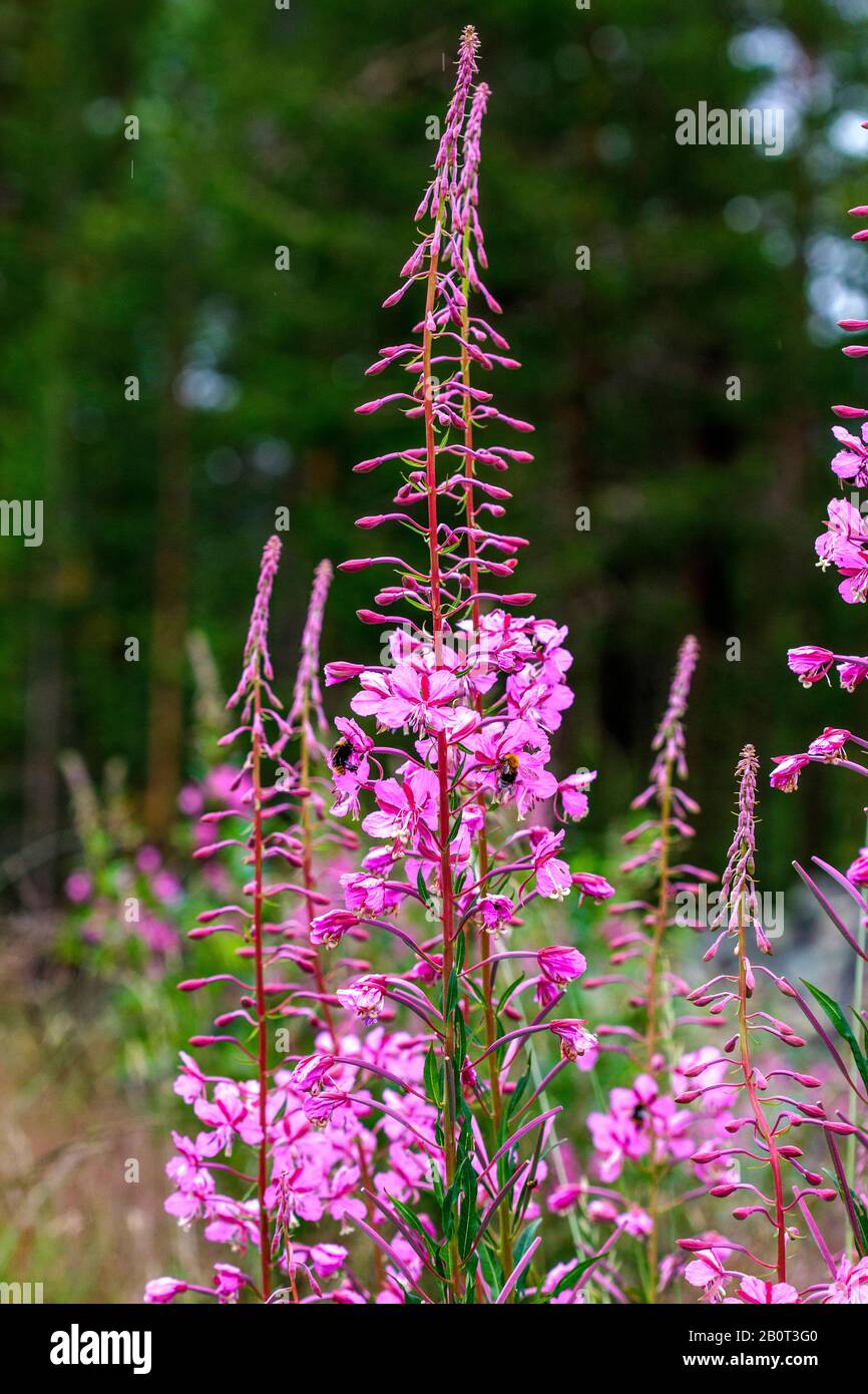 Fireweed, blooming sally, Rosebay willow-herb, Great willow-herb ...
