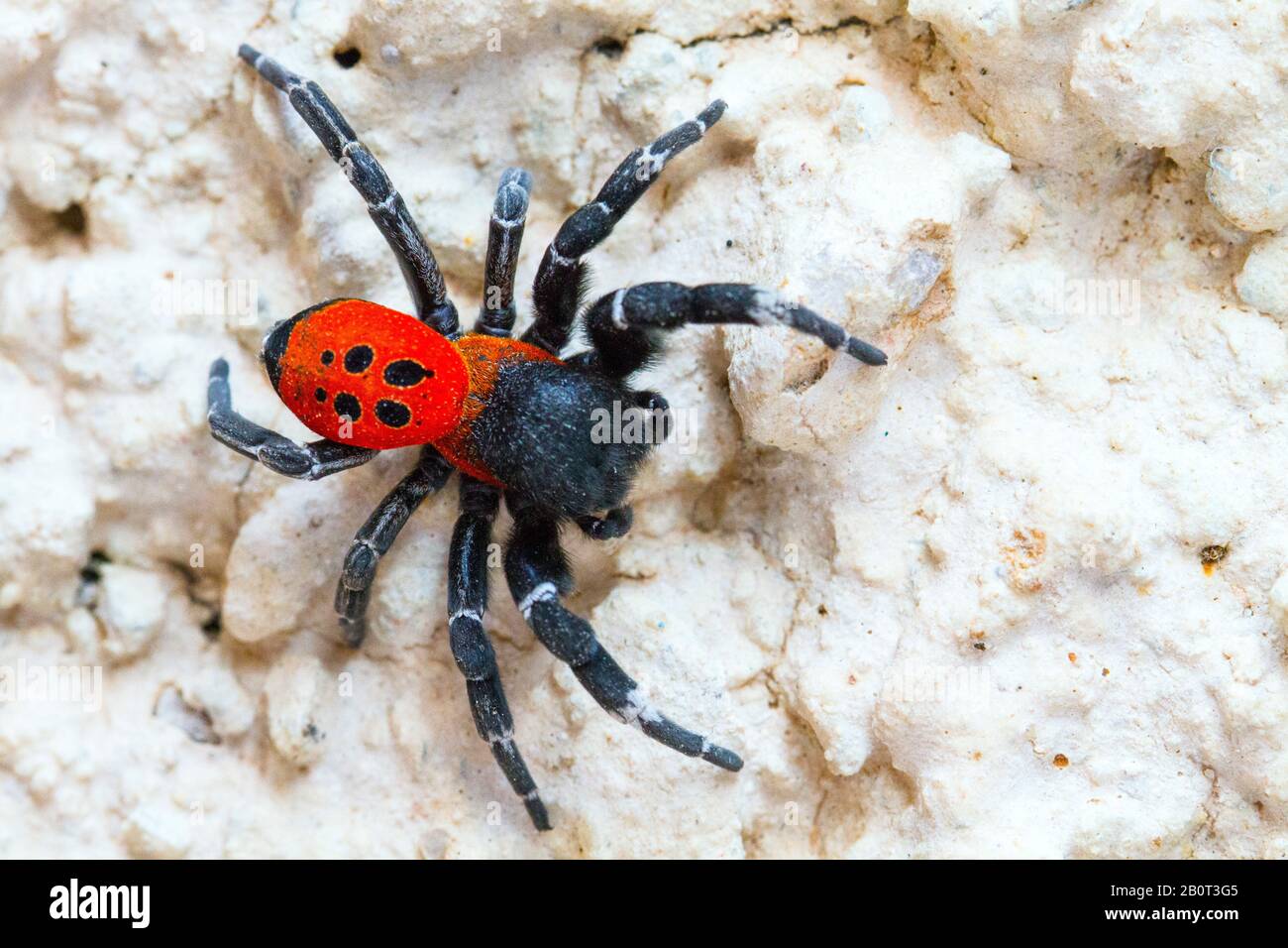 Red Ladybird spider (Eresus sandaliatus), top view, Greece, Lesbos ...