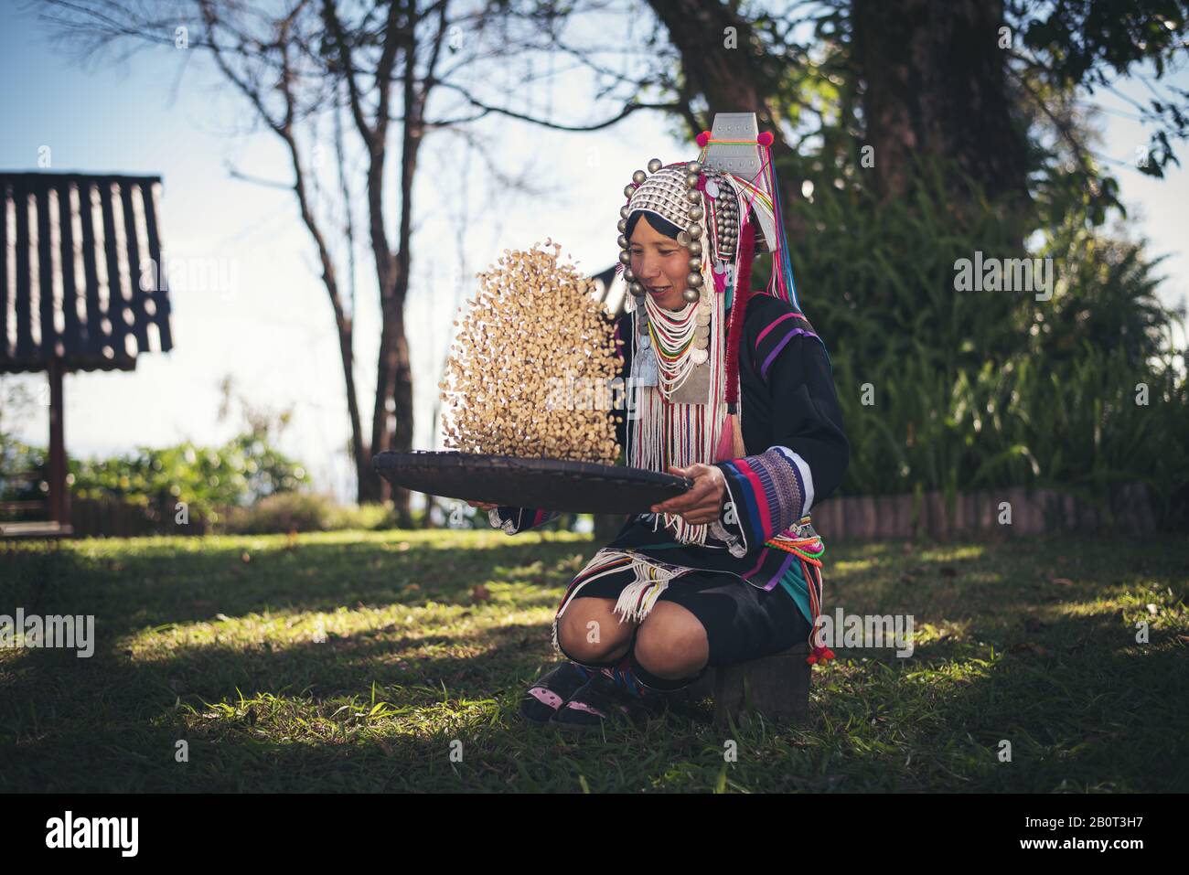 Akha using a winnowing basket separating arabica coffee from shell ...