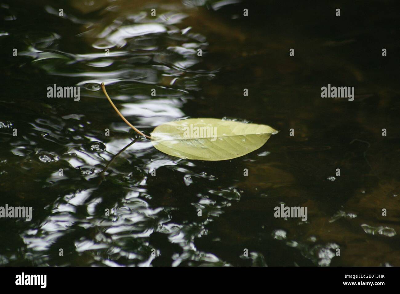 Single leaf floating in a pond, soft background Stock Photo - Alamy