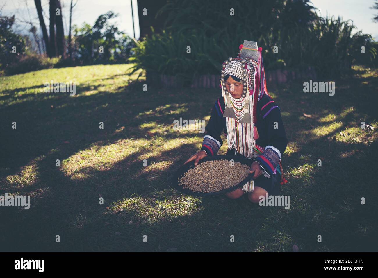 Akha using a winnowing basket separating arabica coffee from shell ...