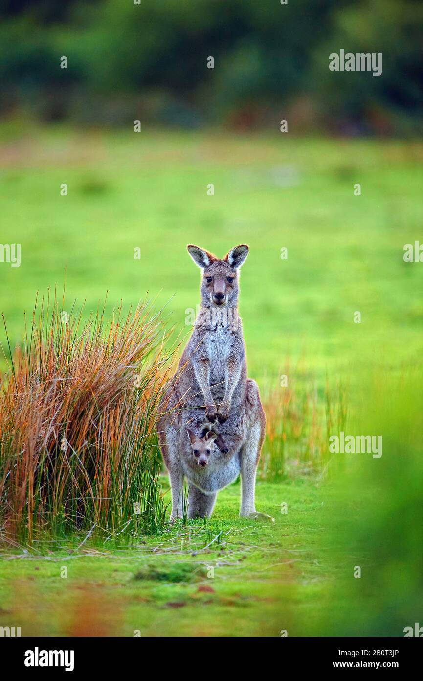 eastern gray kangaroo, Eastern grey kangaroo, Great grey kangaroo ...
