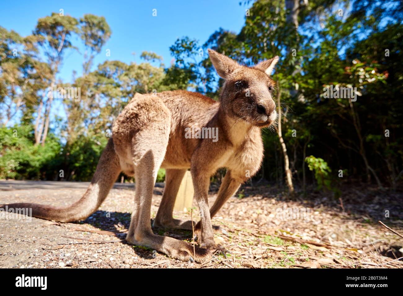 eastern gray kangaroo, Eastern grey kangaroo, Great grey kangaroo ...