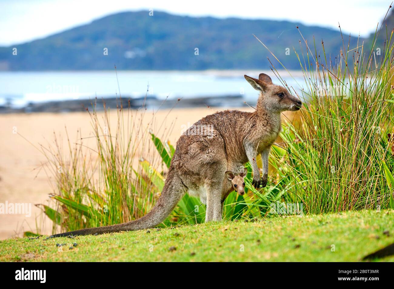 eastern gray kangaroo, Eastern grey kangaroo, Great grey kangaroo ...