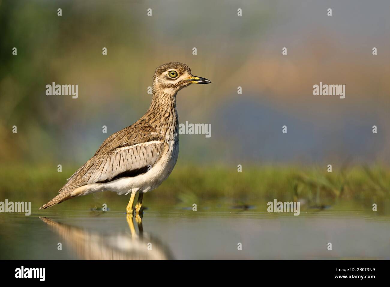 water dikkop (Burhinus vermiculatus), standing in water, South Africa ...