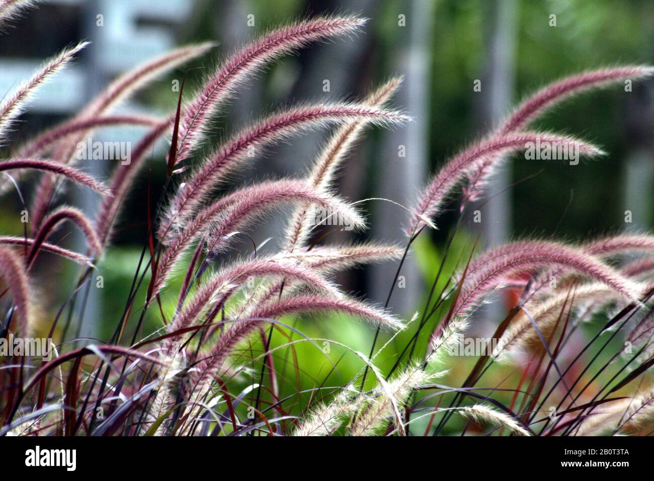 Beautiful purple fountain grass stalks in a garden, soft background ...