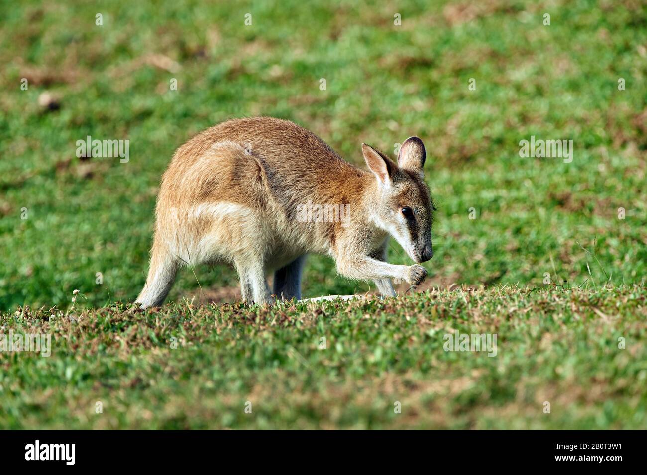 agile wallaby, sandy wallaby (Macropus agilis, Wallabia agilis), on the ...