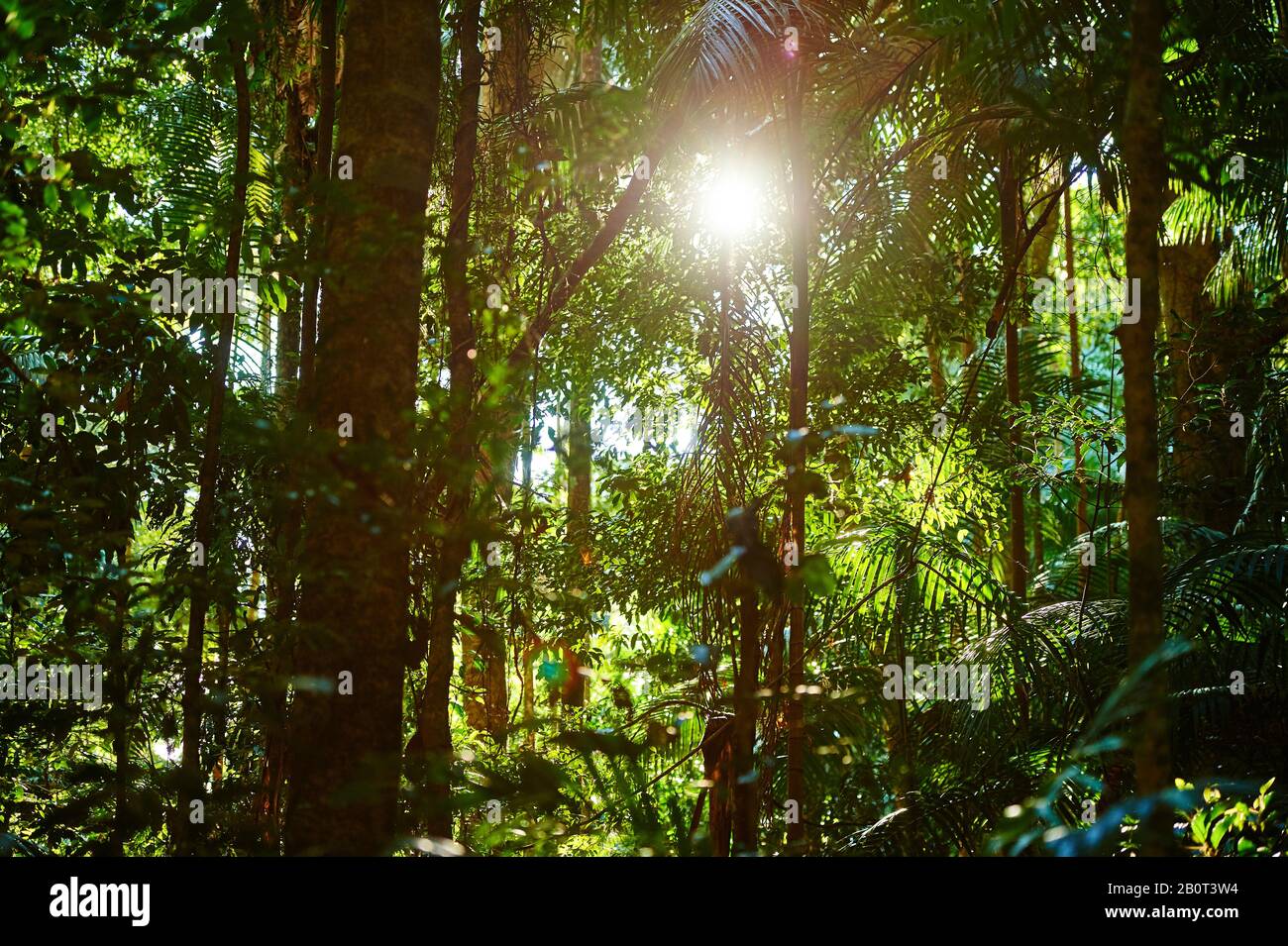 Tropical Rainforest Sunlight