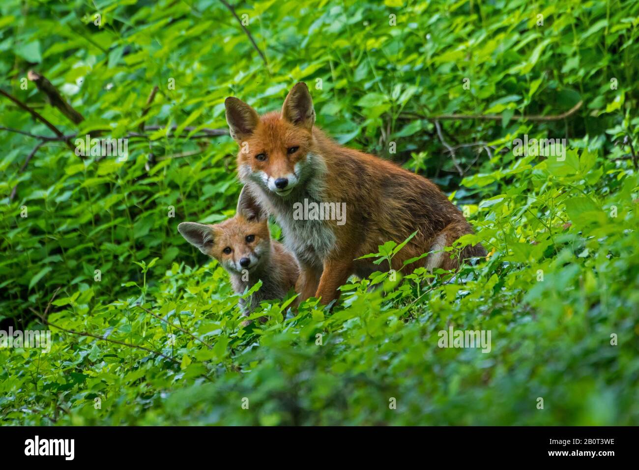 red fox (Vulpes vulpes), female with whelp in forest, Switzerland ...