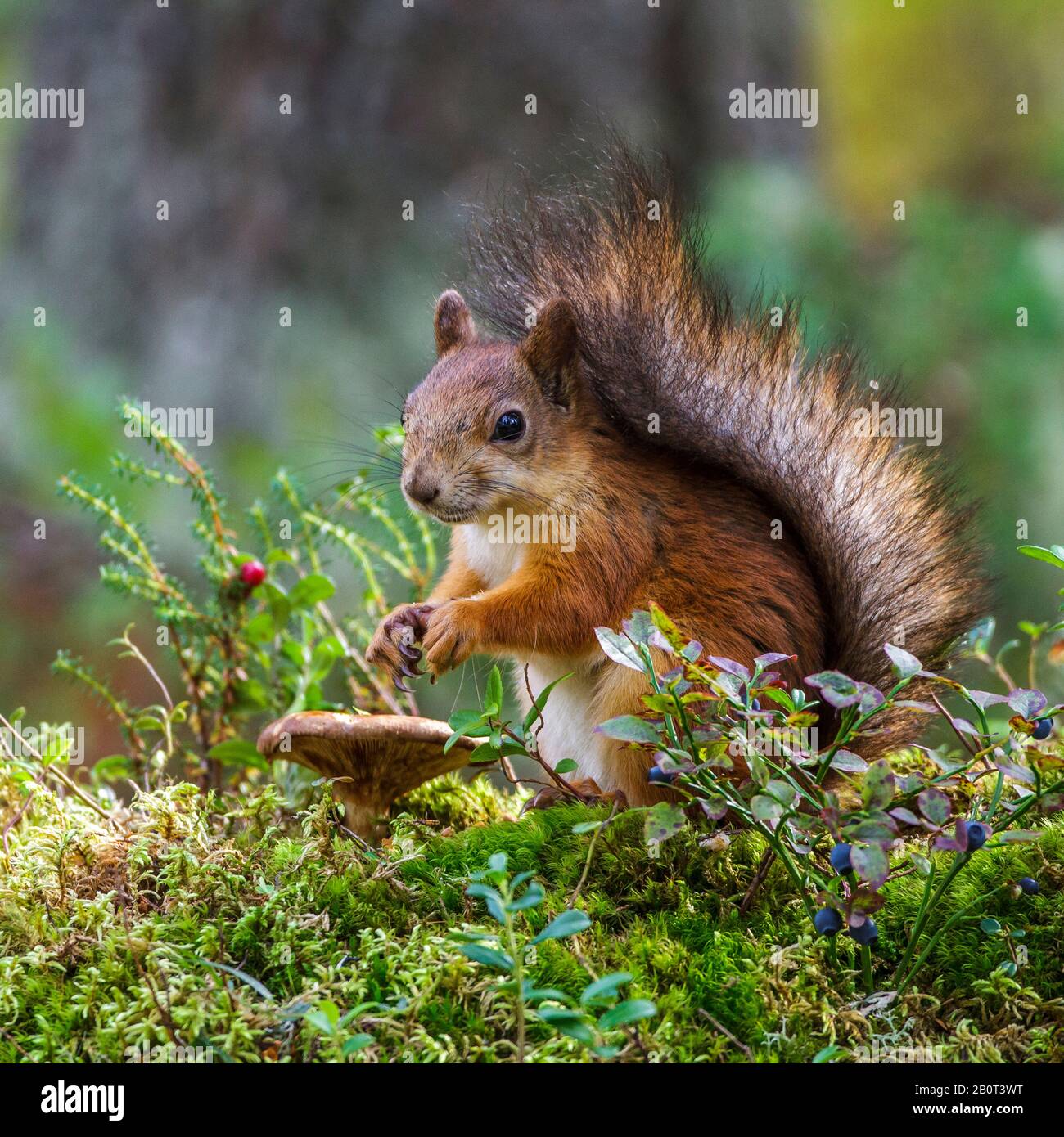 European red squirrel, Eurasian red squirrel (Sciurus vulgaris), stands ...