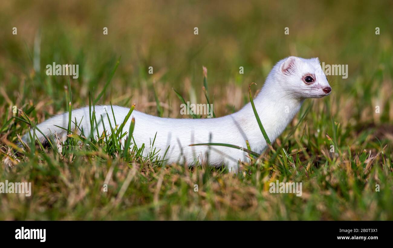Ermine, Stoat, Short-tailed weasel (Mustela erminea), in winter fur in ...