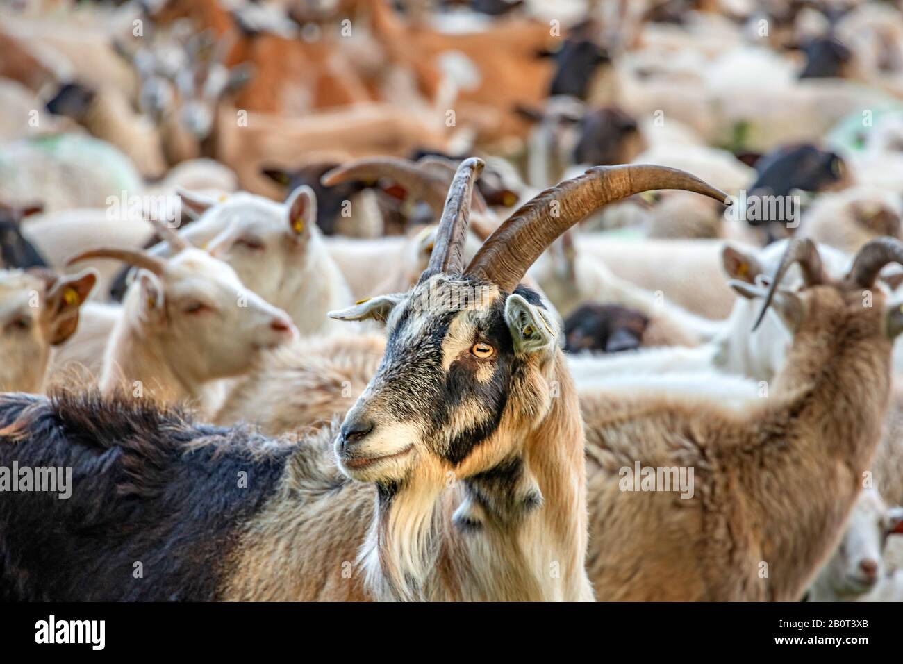 domestic goat (Capra hircus, Capra aegagrus f. hircus), he-goat in a ...