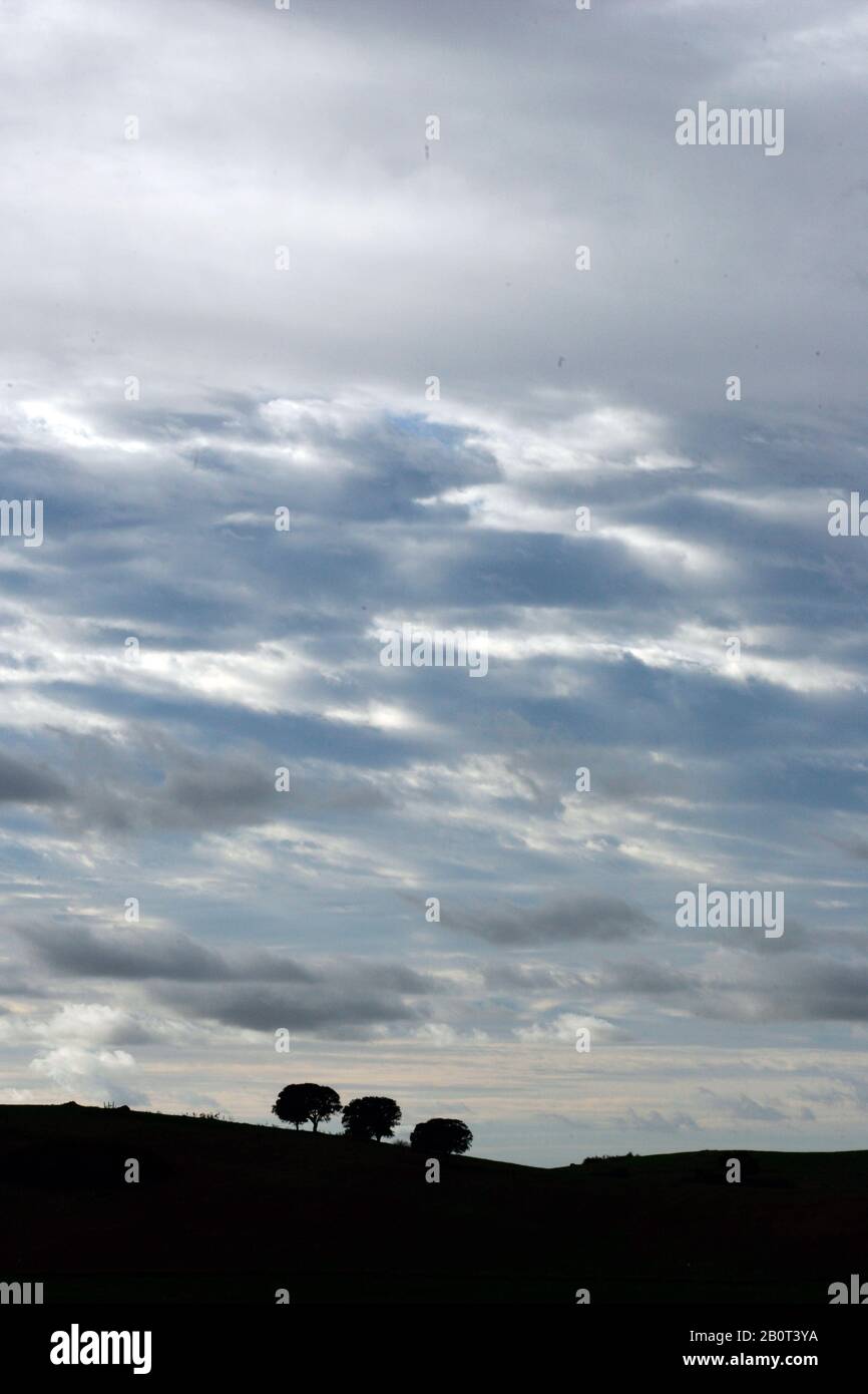 olive tree (Olea europaea ssp. sativa), three olive trees on a hill ...