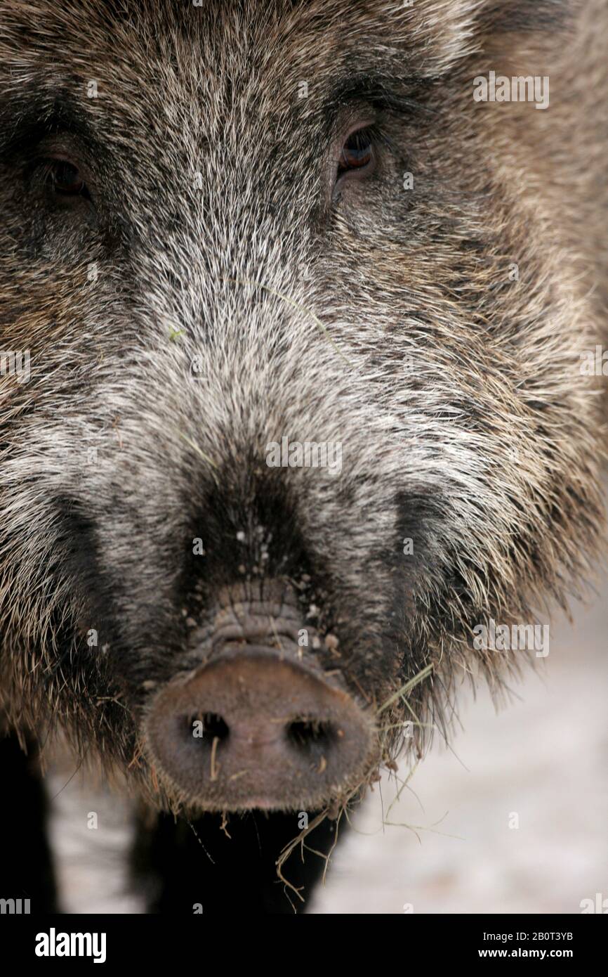 Pig snouts hi-res stock photography and images - Alamy
